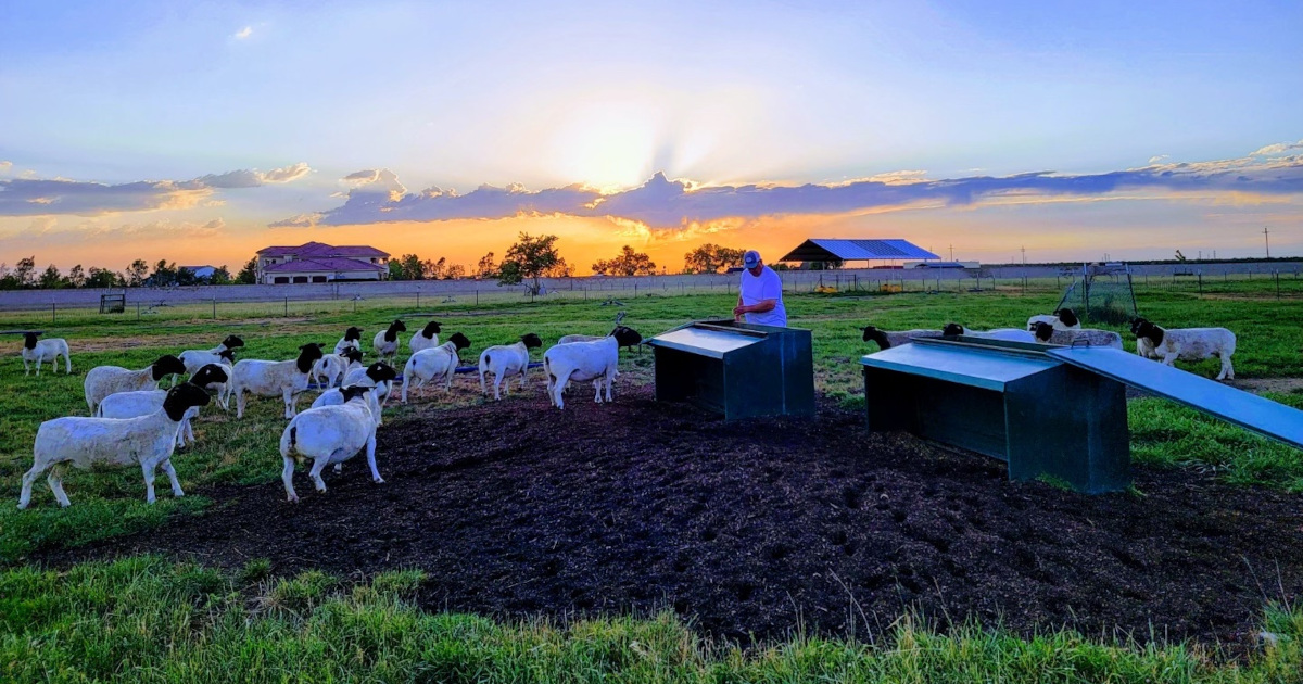 TJ Dorper | TJ Dorper's Sheep Farm